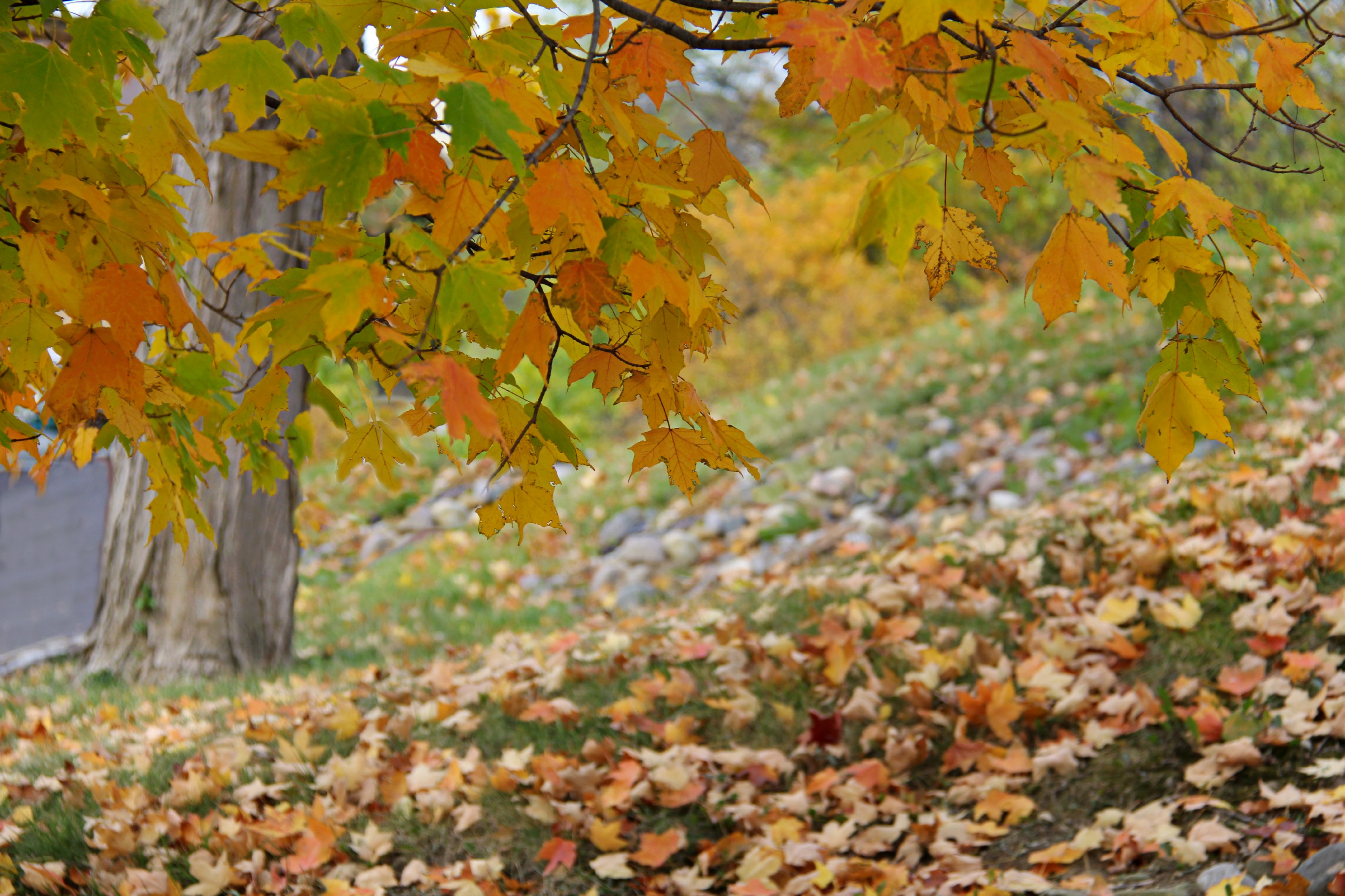 The Splendor of Autumn – Pens and Journals